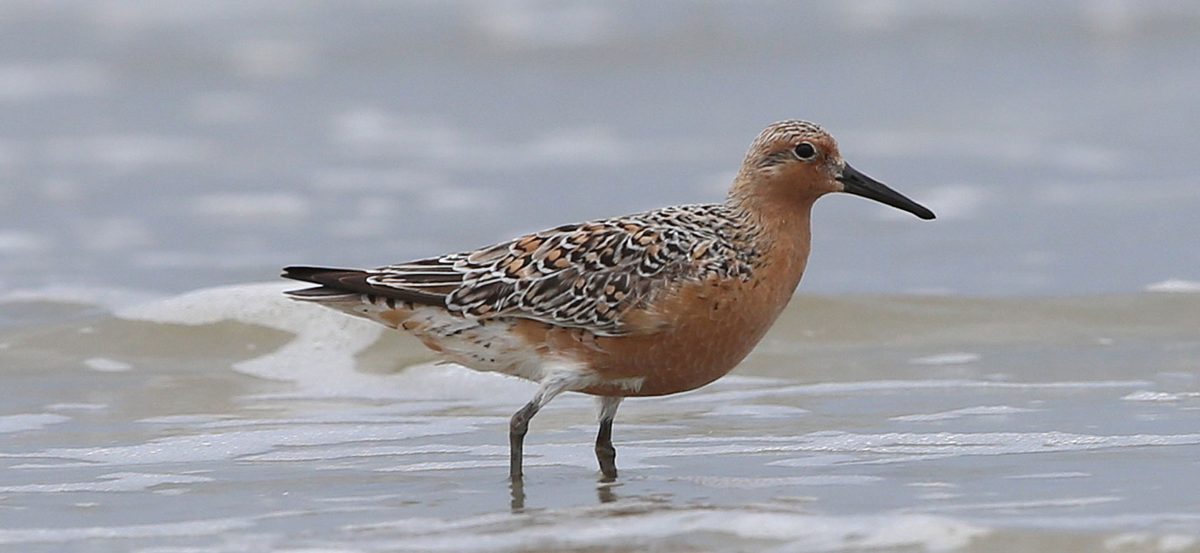 Seminario Web: Un Año en la Vida de un Playero Rojizo (Calidris canutus)