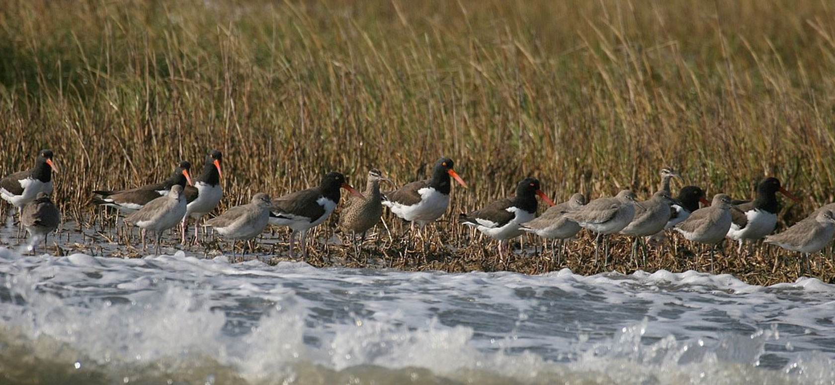 Help us unravel a mystery: Where do Eastern Willet spend the winter?