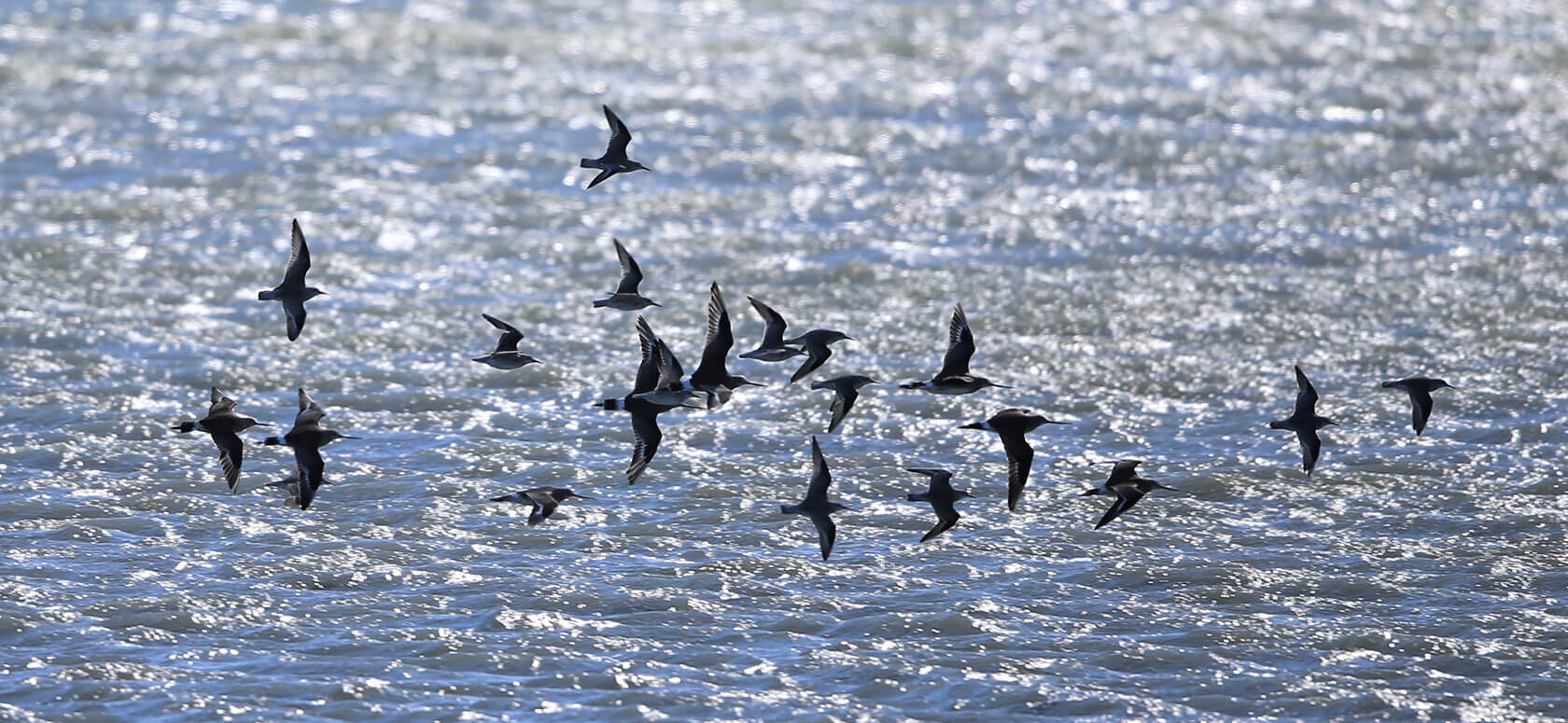 World Shorebirds Day