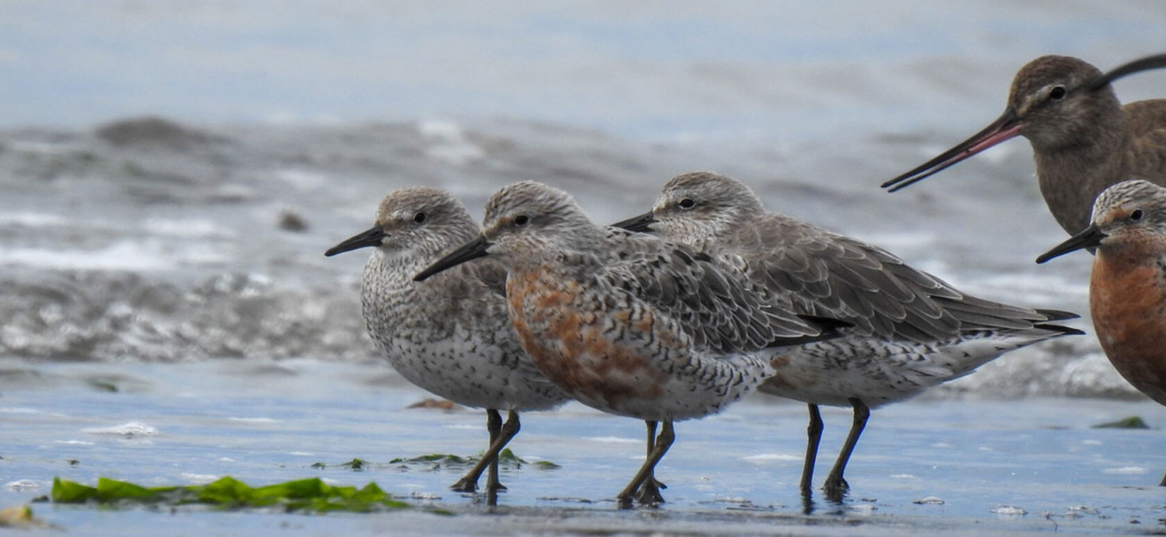 For Shorebirds, Every Quiet, Peaceful Moment Counts