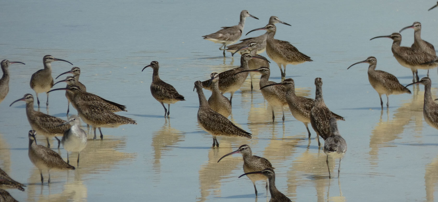 Diez años Contando Aves Playeras Migratorias en la Ruta Migratoria del ...