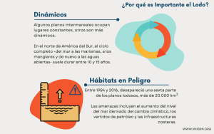 ¿Por qué es Importante el Lodo?
