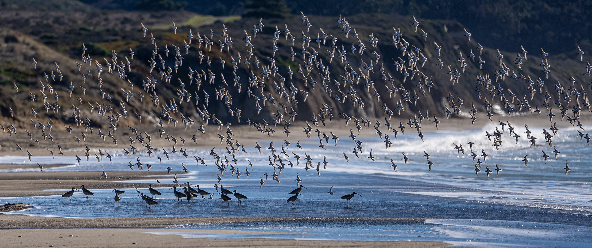 Celebrating World Curlew Day with Photos