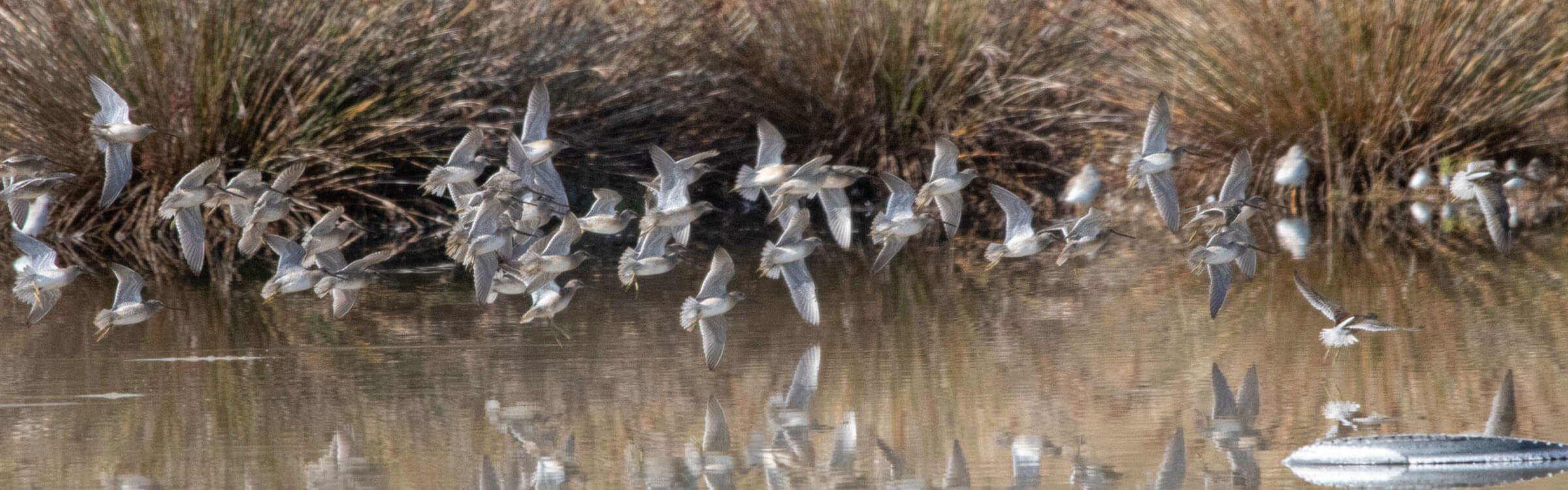 Celebrating Shorebirds: Highlights from the First Big Day at WHSRN Sites
