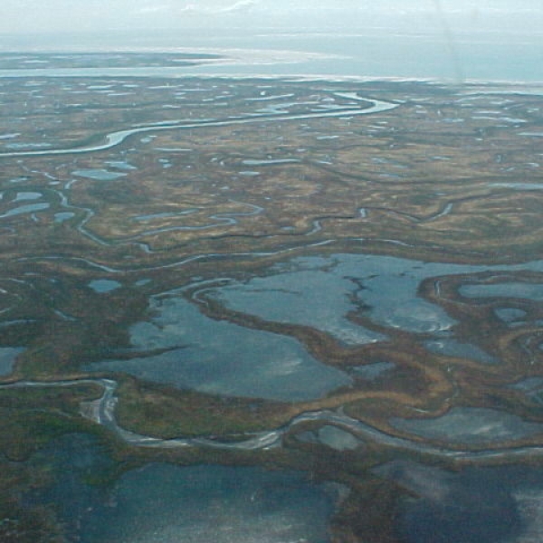 Copper River Delta – WHSRN
