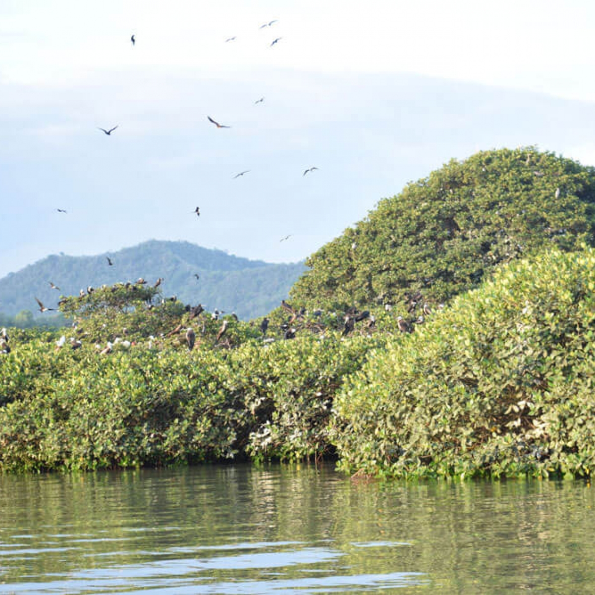 Refugio de Vida Silvestre Isla Corazón y Fragata – WHSRN