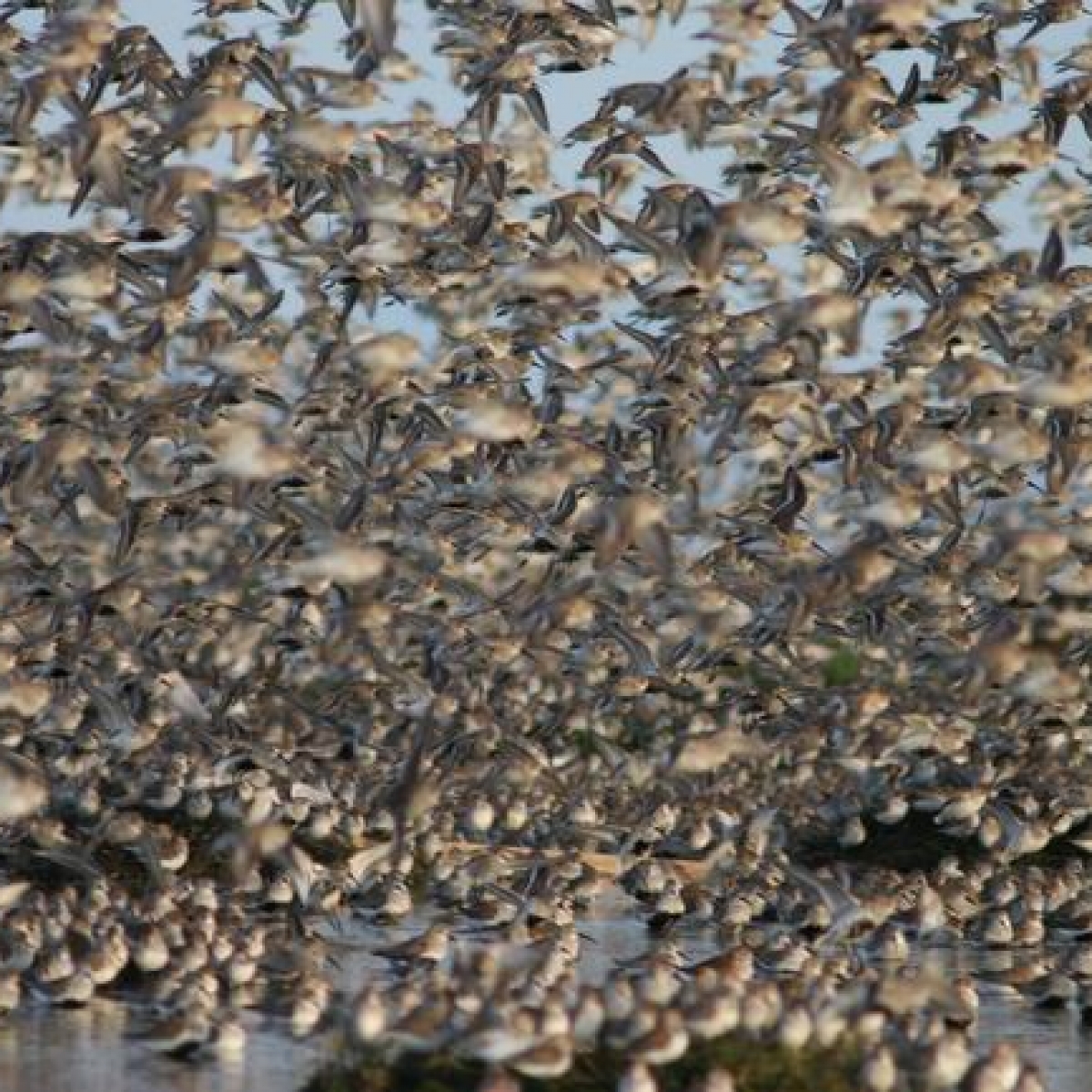 Fraser River Estuary – WHSRN