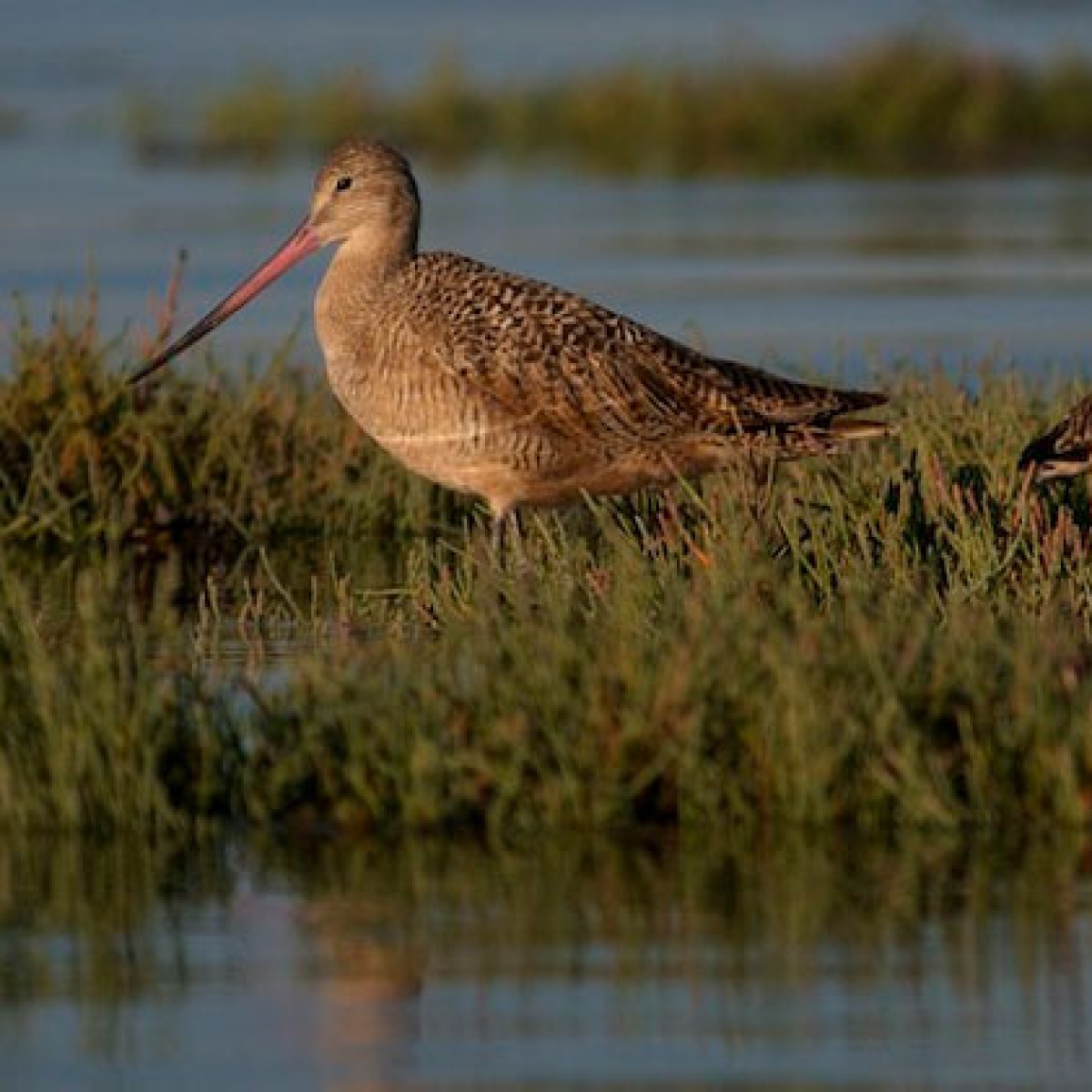 Fraser River Estuary – WHSRN