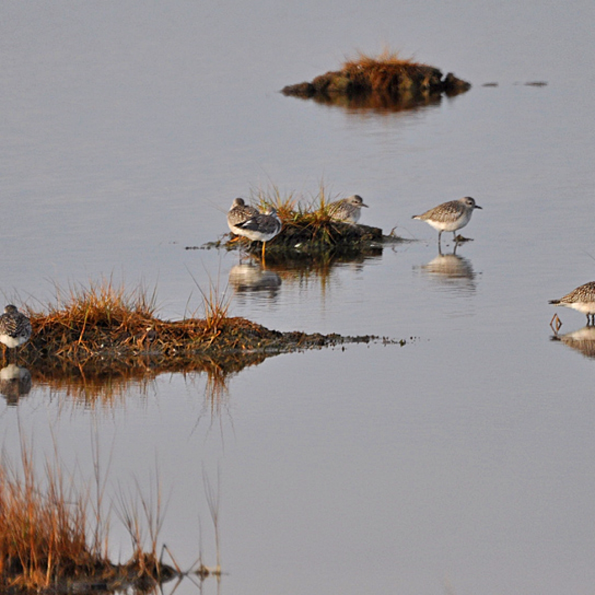Great Marsh – WHSRN