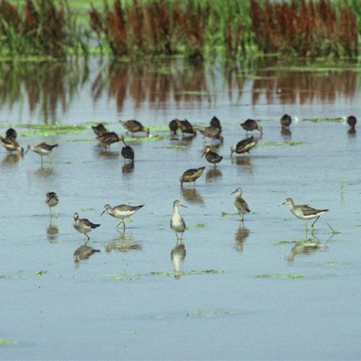 Great Salt Lake – WHSRN