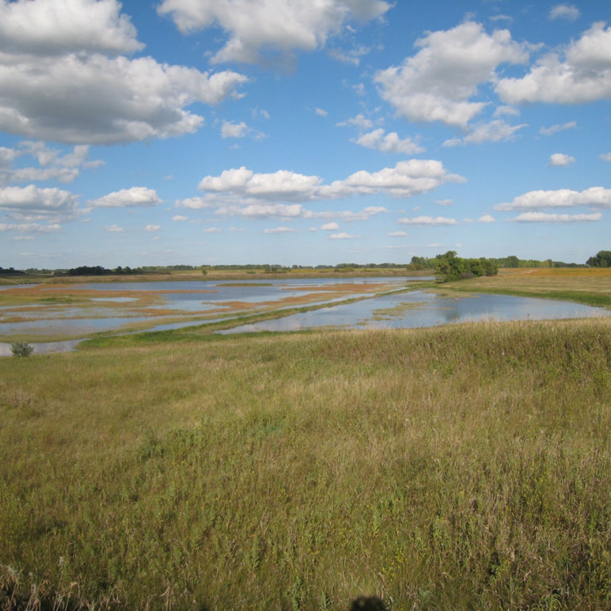 Kellys Slough NWR Complex – WHSRN