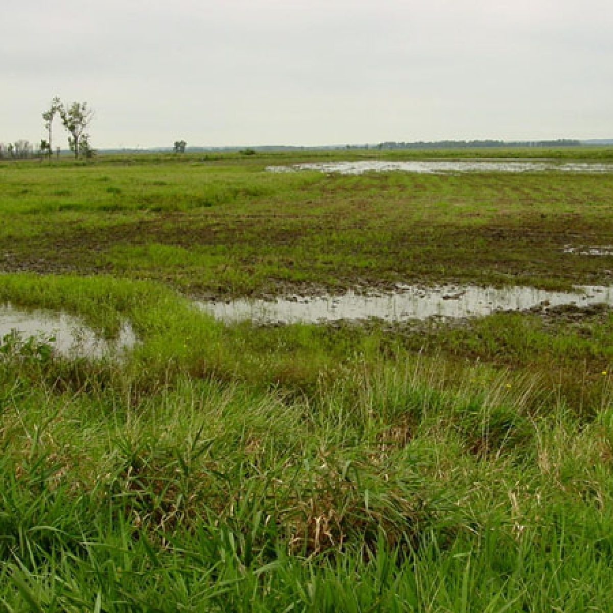 Loess Bluffs NWR – WHSRN