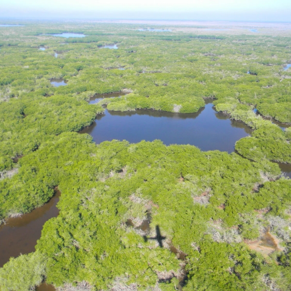 Marismas Nacionales – WHSRN