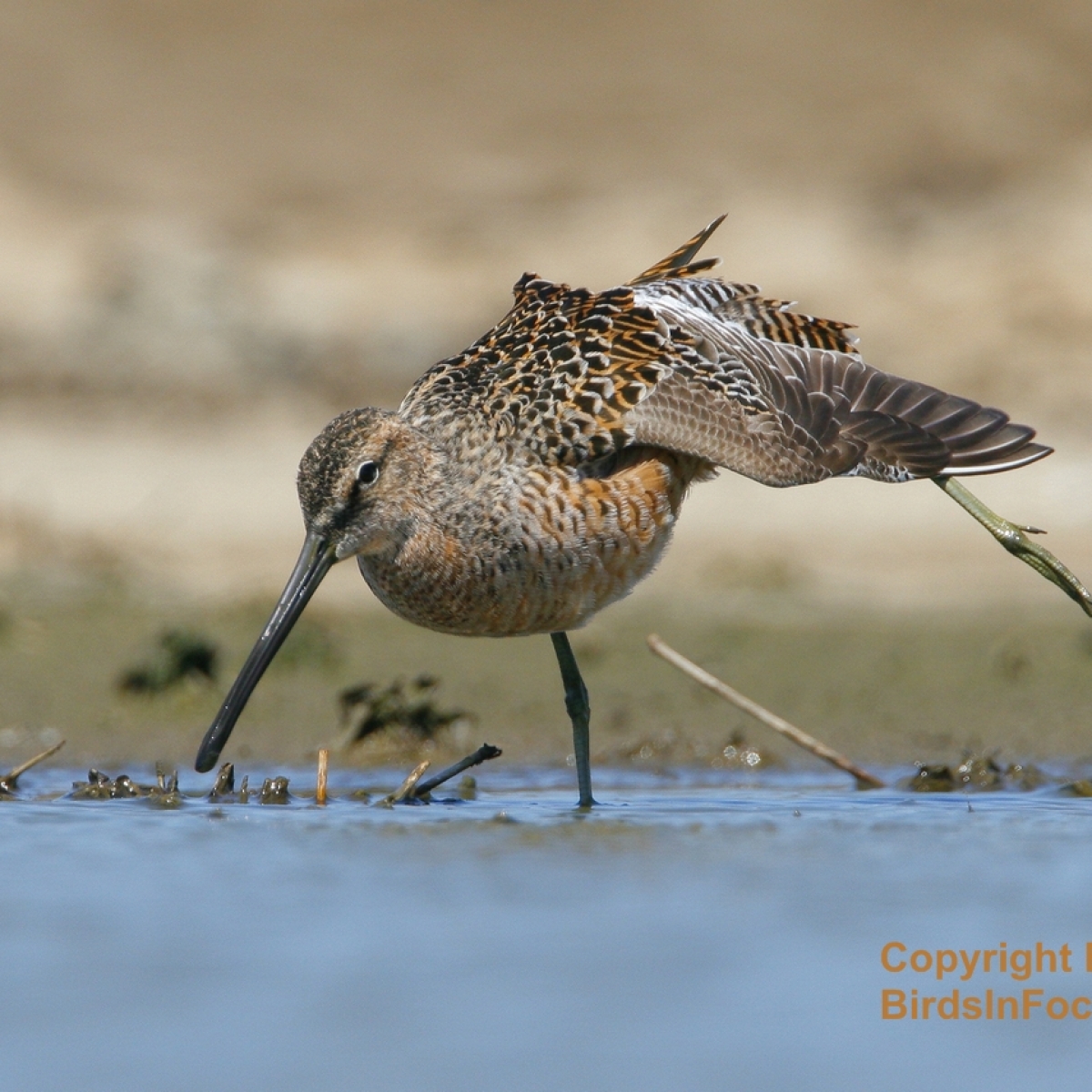 Quivira NWR – WHSRN