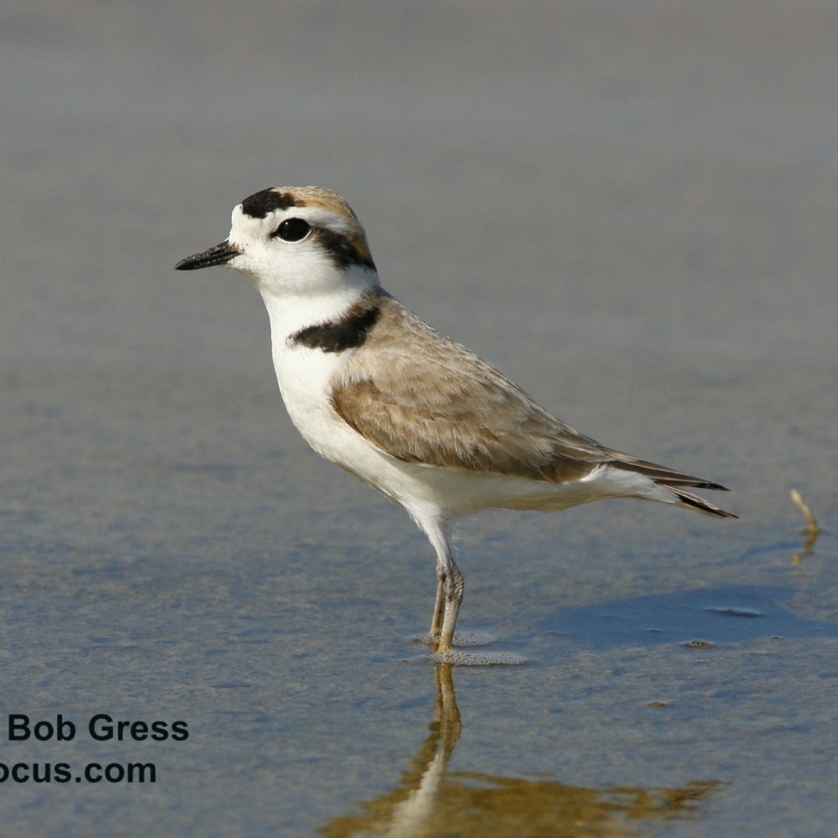 Quivira NWR – WHSRN