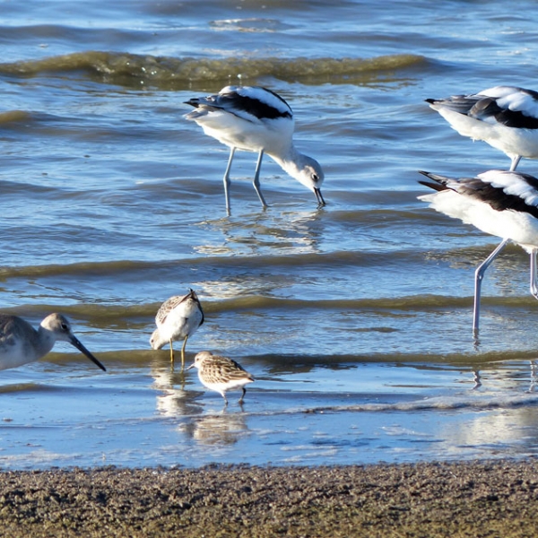 Quivira NWR – WHSRN