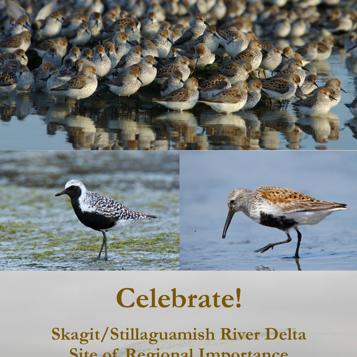 Greater Skagit and Stillaguamish Delta – WHSRN